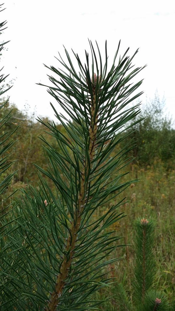 Scotch Pine - Pinus Sylvestris | Conifers | Cold Stream Farm