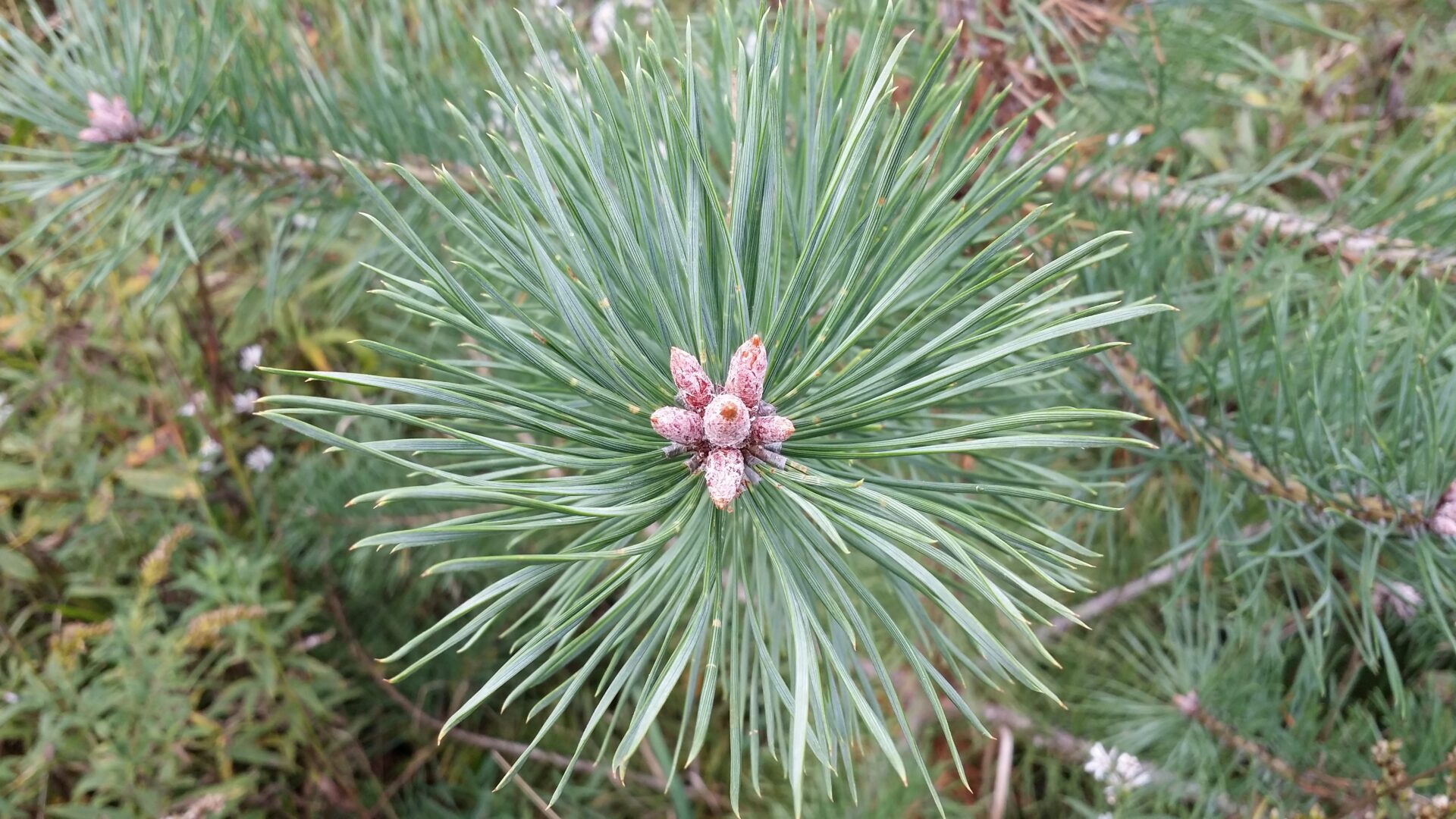 Scotch Pine - Pinus Sylvestris | Conifers | Cold Stream Farm