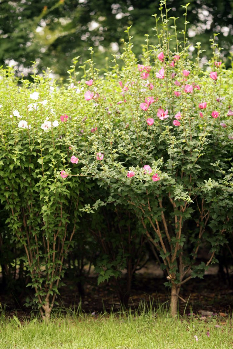 Rose of Sharon - Hibiscus Syriacus | Deciduous Shrubs | Cold Stream Farm