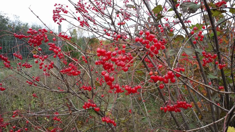 Highbush Cranberry - Viburnum Trilobum | Shrubs | Cold Stream Farm