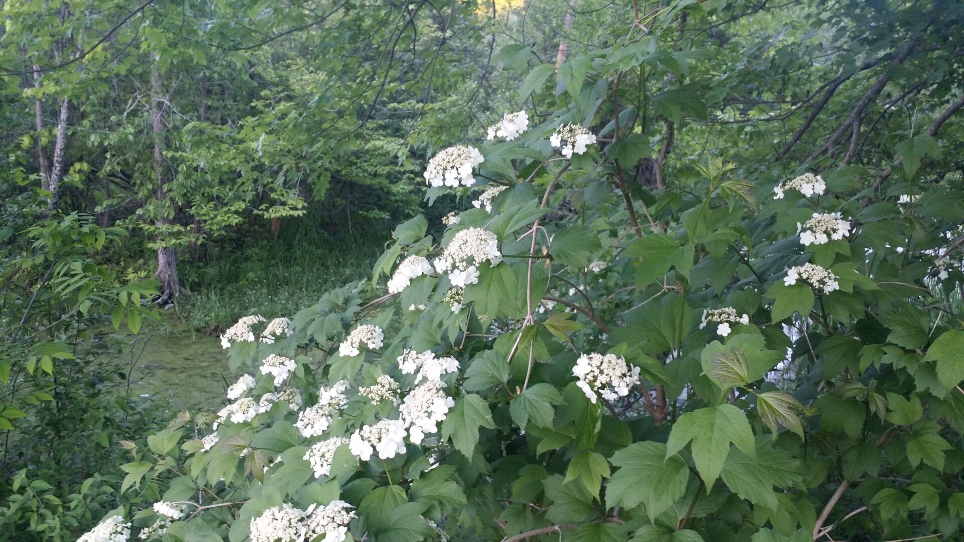 Highbush Cranberry - Viburnum Trilobum | Shrubs | Cold Stream Farm