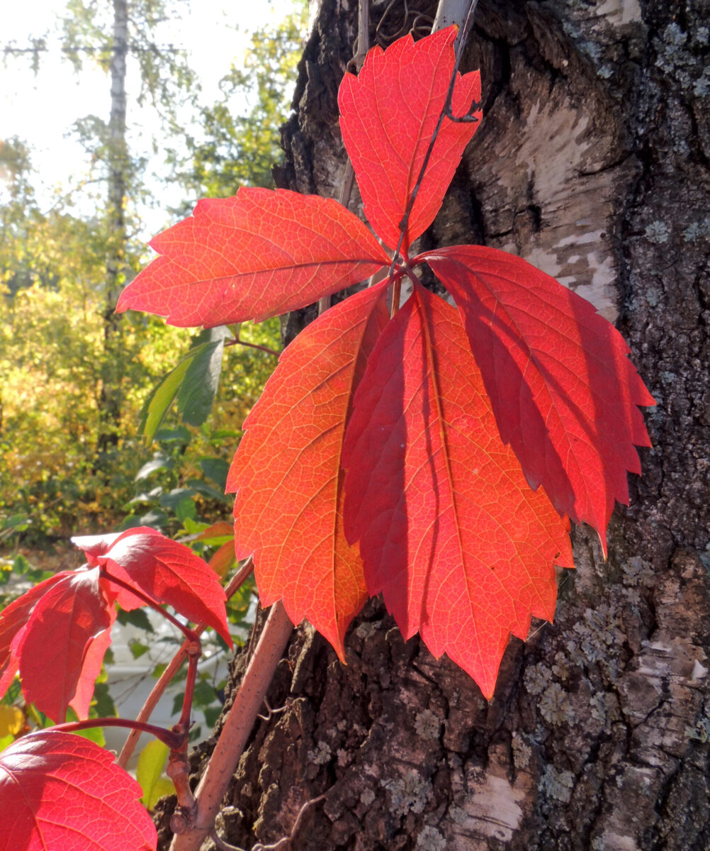 Virginia Creeper - Parthenocissus Quinquefolia | Shrubs | Cold Stream Farm