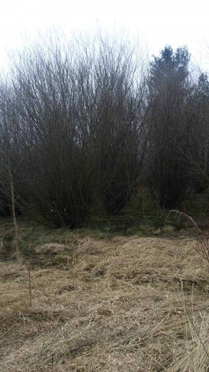 Streamco Willow - Salix Purpurea | Deciduous Trees | Cold Stream Farm