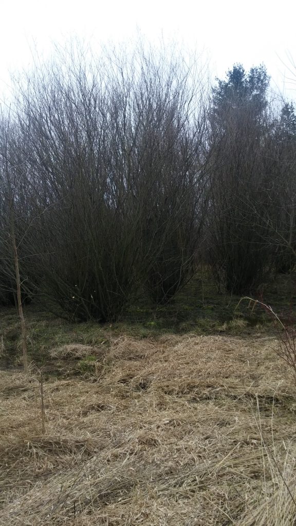 Streamco Willow - Salix Purpurea | Deciduous Trees | Cold Stream Farm