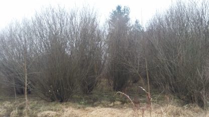 Streamco Willow - Salix Purpurea | Deciduous Trees | Cold Stream Farm