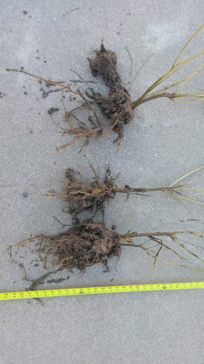 Streamco Willow - Salix Purpurea | Deciduous Trees | Cold Stream Farm