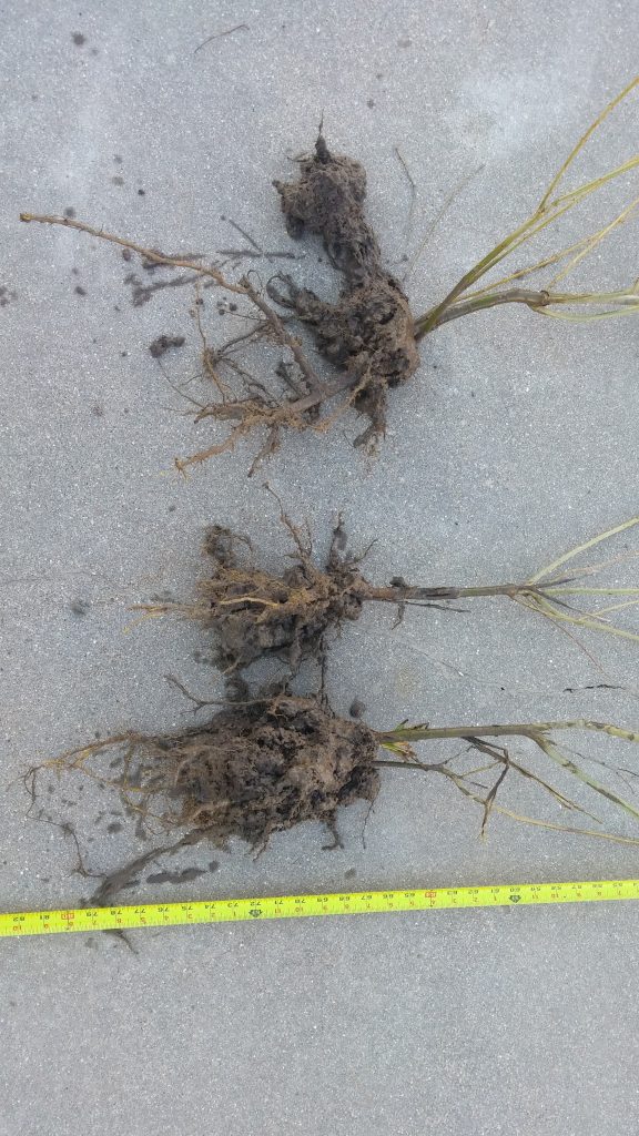 Streamco Willow - Salix Purpurea | Deciduous Trees | Cold Stream Farm