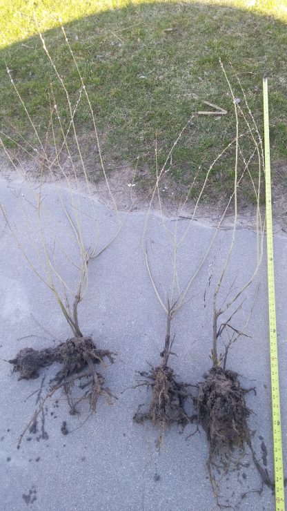 Streamco Willow - Salix Purpurea | Deciduous Trees | Cold Stream Farm