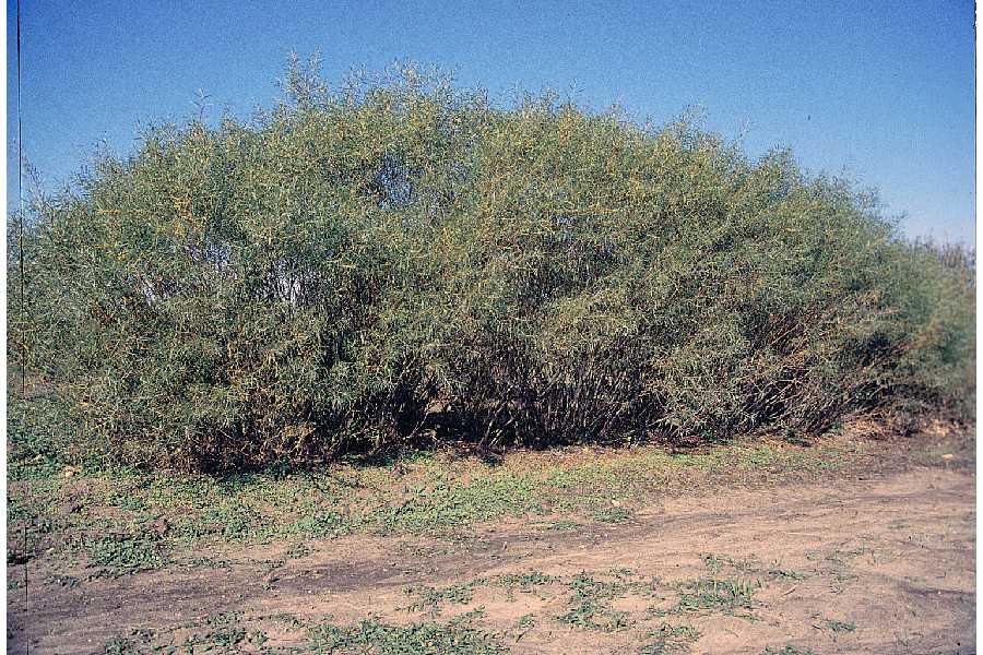 Sandbar Willow - Salix Interior | Deciduous Shrubs | Cold Stream Farm