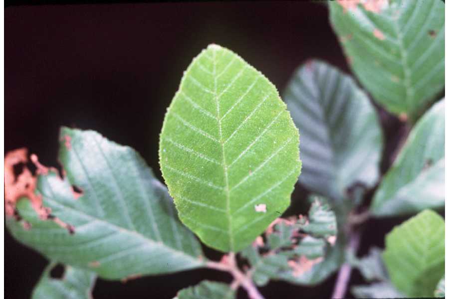 Hazel Alder - Alnus Serrulata | Deciduous Shrubs | Cold Stream Farm