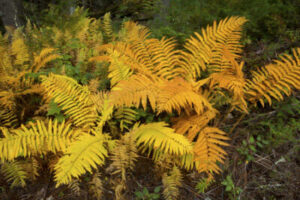 Understanding the Cinnamon Fern for Your Yard - Cold Stream Farm