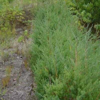 Red Cedar - Juniperus Virginiana | Conifers | Cold Stream Farm