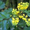 Wholesale Oregon Grape Bush in Michigan | Cold Stream Farm
