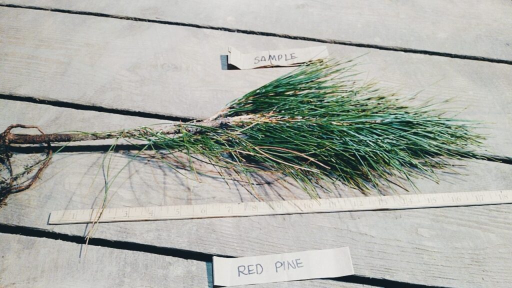 Red Pine - Pinus Resinosa | Conifers | Cold Stream Farm