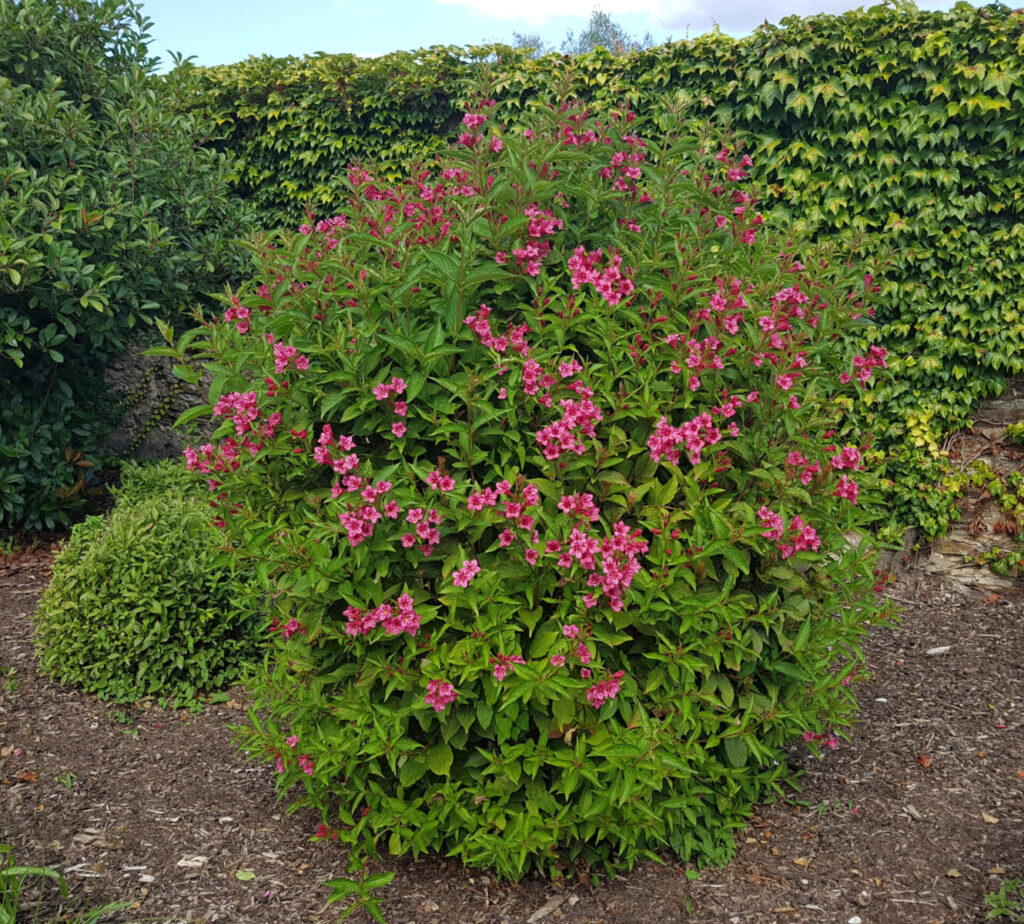 Red Weigela - Weigela Florida | Deciduous Shrubs | Cold Stream Farm