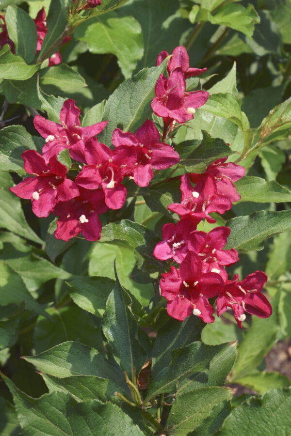 Red Weigela - Weigela Florida | Deciduous Shrubs | Cold Stream Farm