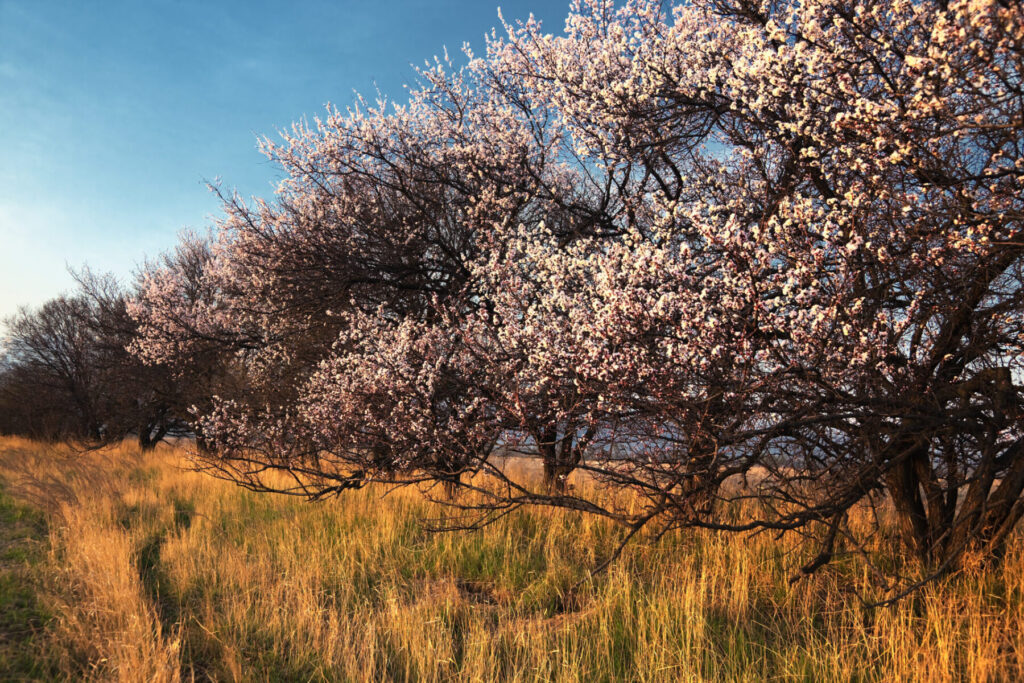 Hardy Apricot - Prunus Armeniaca | Decidous Trees | Cold Stream Farm