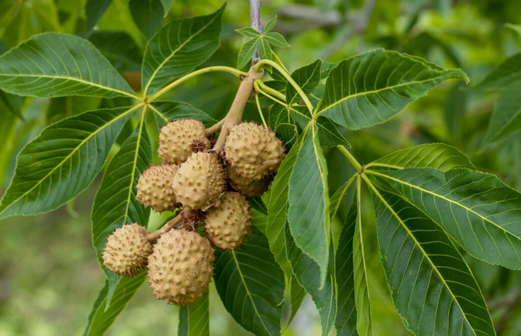 Ohio Buckeye - Aesculus glabra | Deciduous Trees | Cold Stream Farm