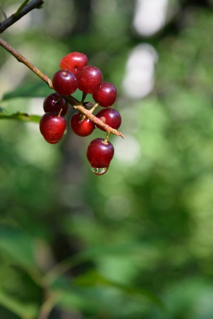 Choke Cherry - Prunus Virginiana | Deciduous Trees | Cold Stream Farm