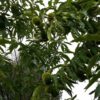 Wholesale Chestnut Trees in Michigan | Cold Stream Farm
