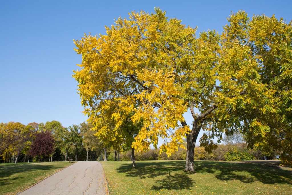 American Elm - Ulmus Americana | Deciduous Trees | Cold Stream Farm