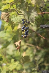 Wild Grape - Vitis Riparia | Deciduous Shrubs | Cold Stream Farm