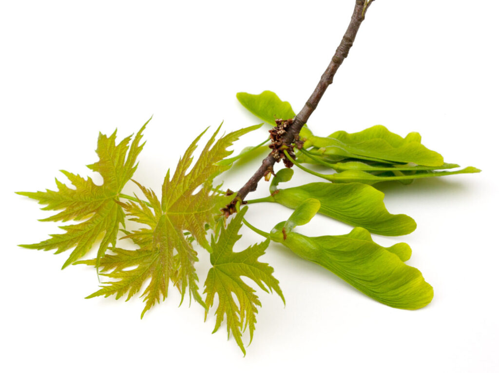 Silver Maple - Acer Saccharinum | Deciduous Trees | Cold Stream Farm