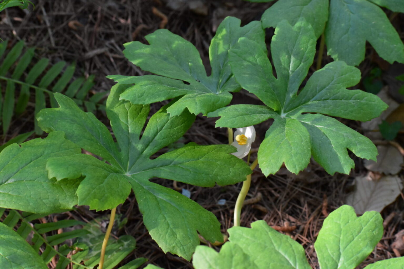 Mayapple - Podophyllum Peltatum | Groundcover | Cold Stream Farm