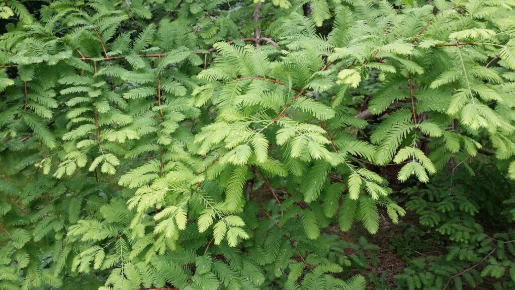 Dawn Redwood - Metasequoia | Conifers | Cold Stream Farm