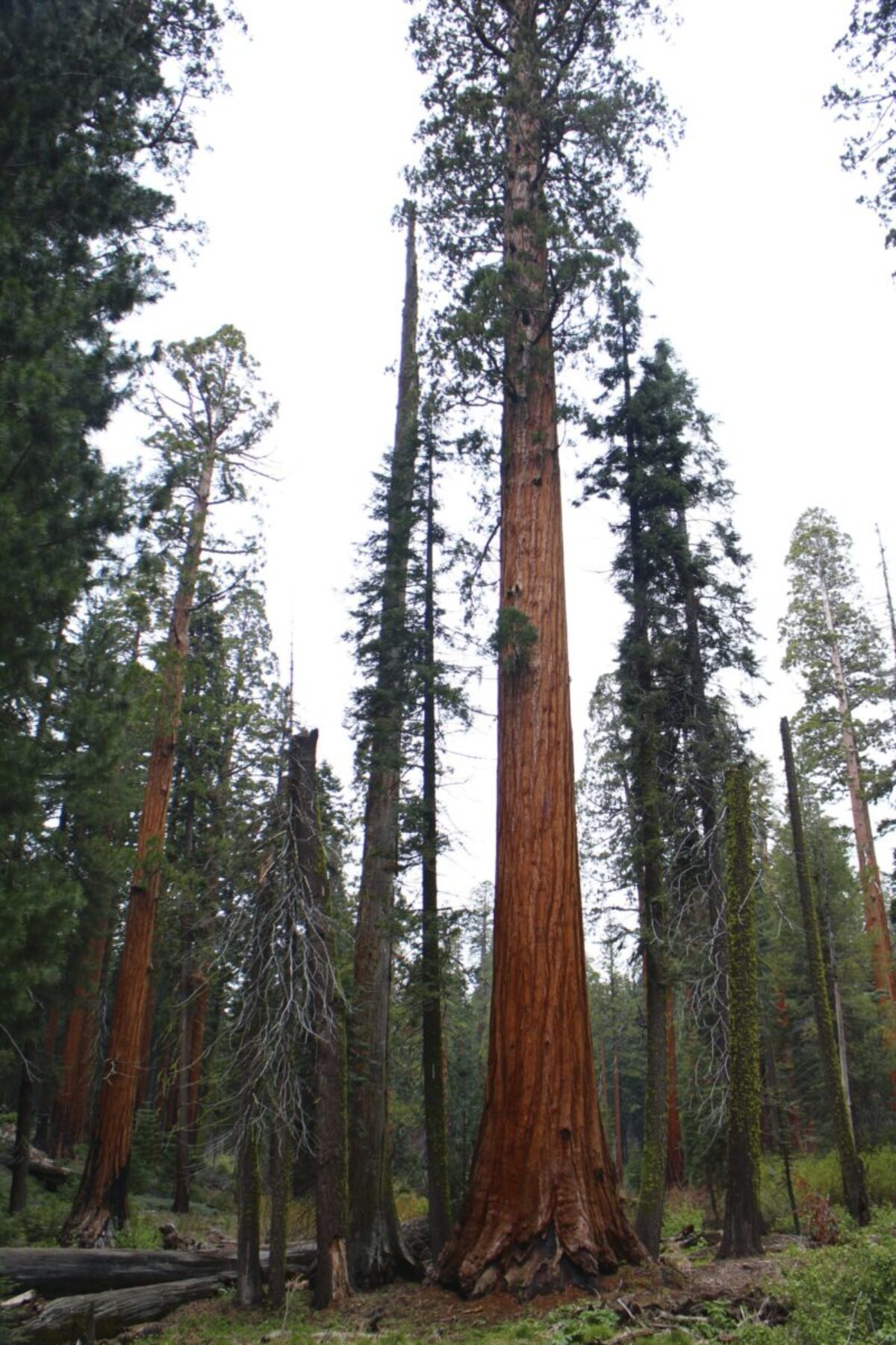 Indiana Giant Sequoia Nursery The Giant Sequoia Tree