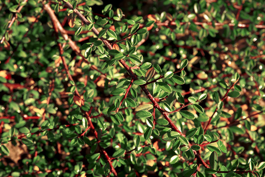 How Shrubs Improve Soil Health: Microbe Partnerships, Nitrogen Fixation ...