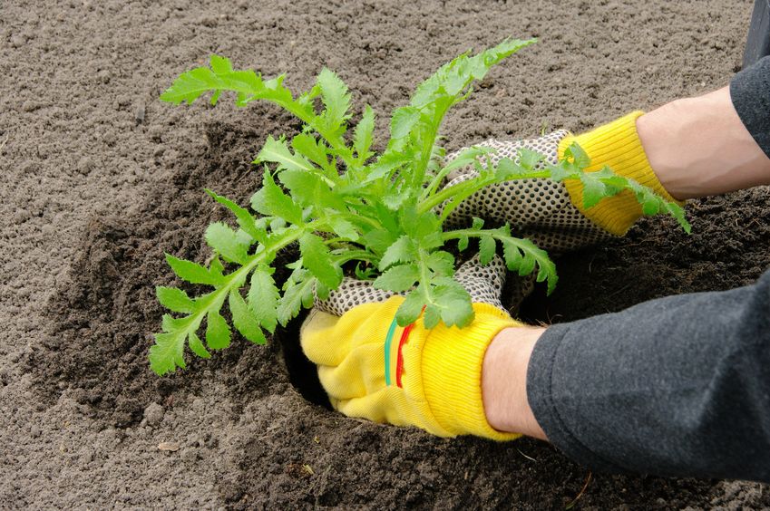 How Long It Really Takes for Wildlife Shrubs to Become Functional ...
