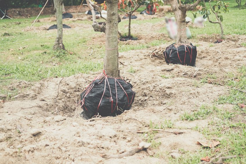 How Tree Plantings Can Improve Water Quality on Private Land - Cold ...